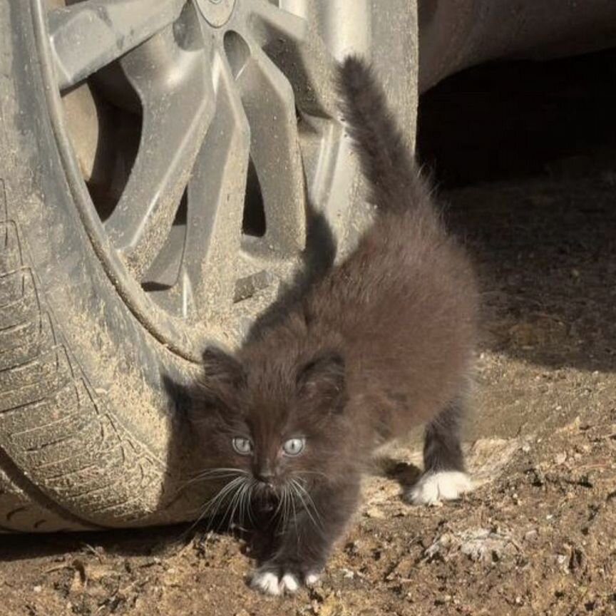 Котёнок в добрые руки