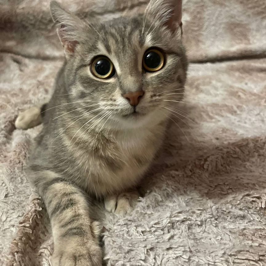 Серая кошечка мурчалочка