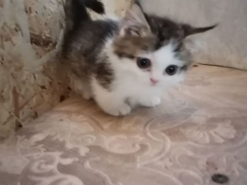 Котята