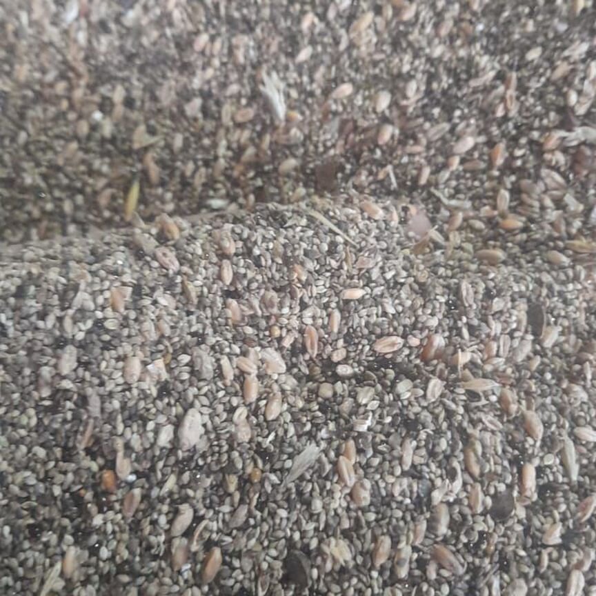 Зерноотходы пшеничные