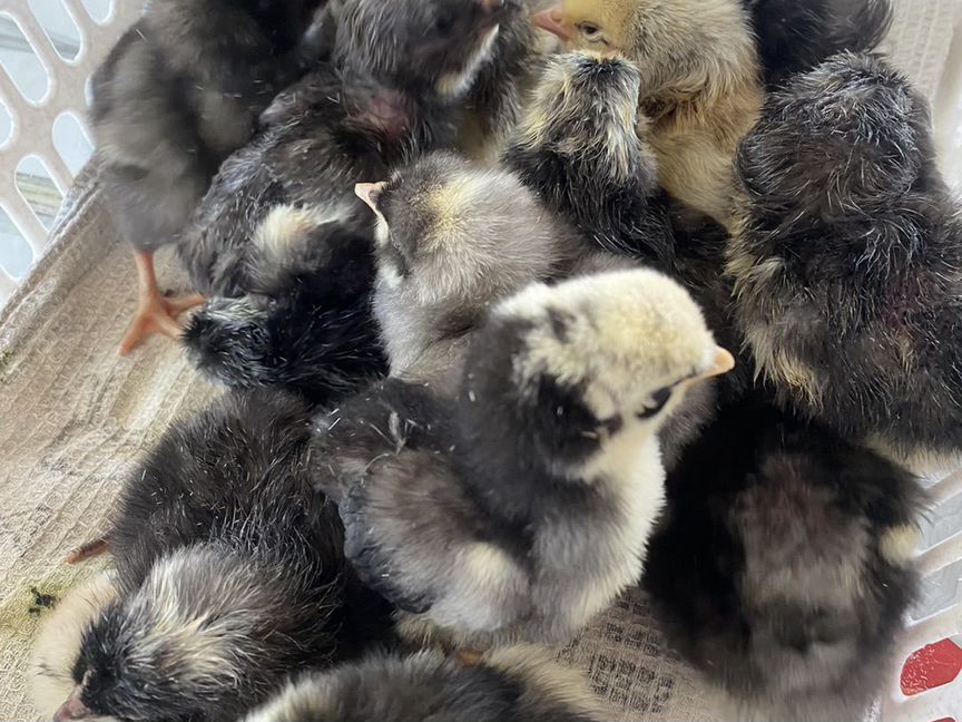 Цыплята суточные