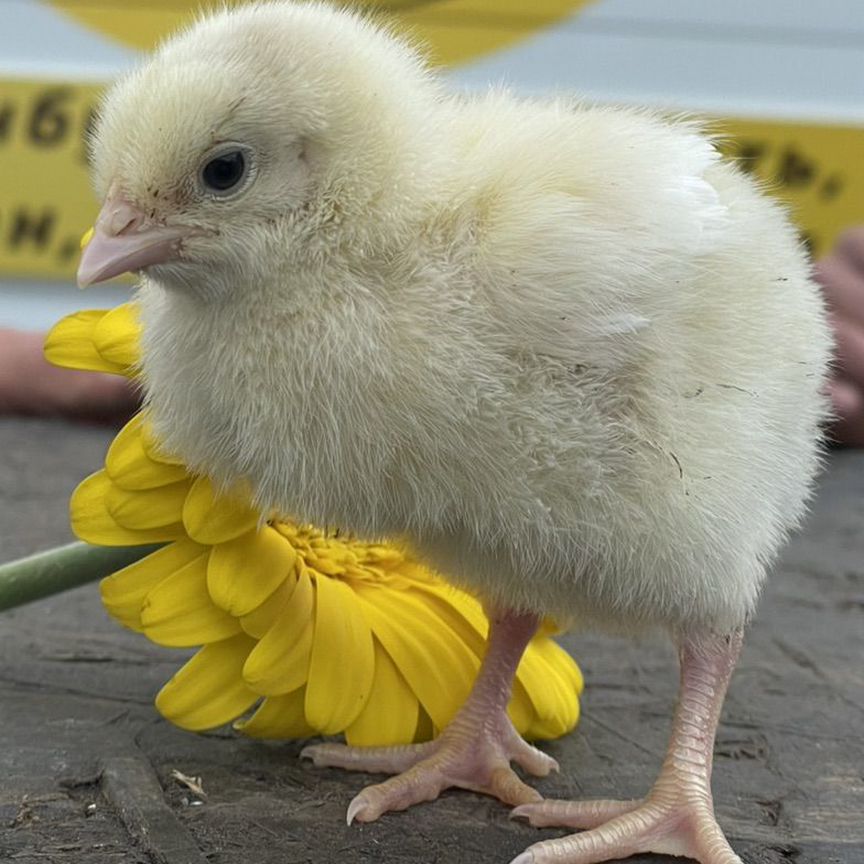 Цыплята бройлеры суточные кобб 500