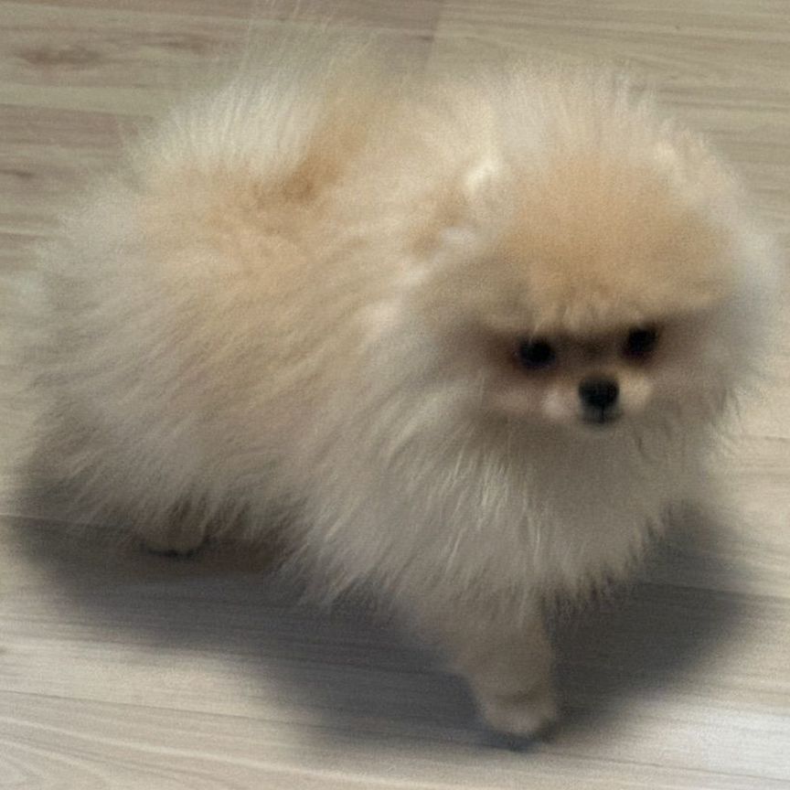 Померанский шпиц, щенок