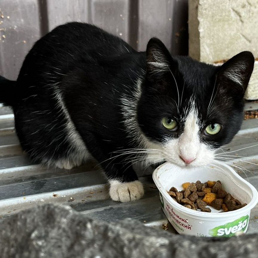 Котик в добрые руки