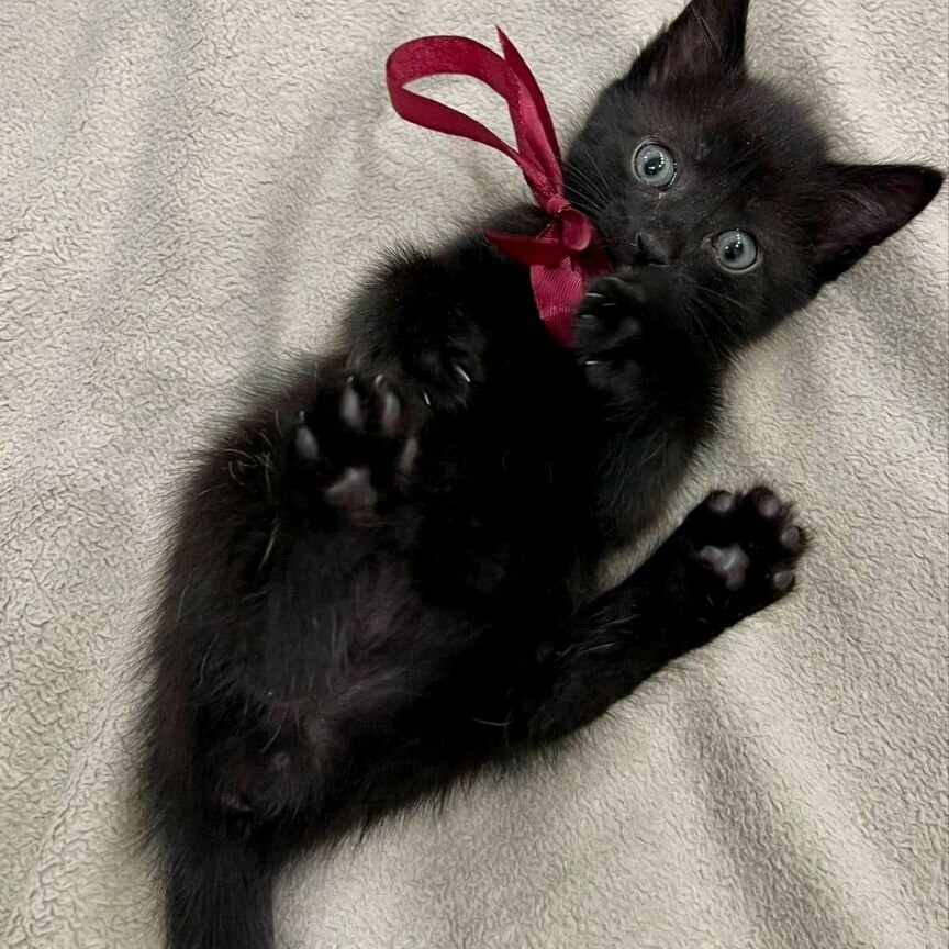 Малыш ждет хозяина