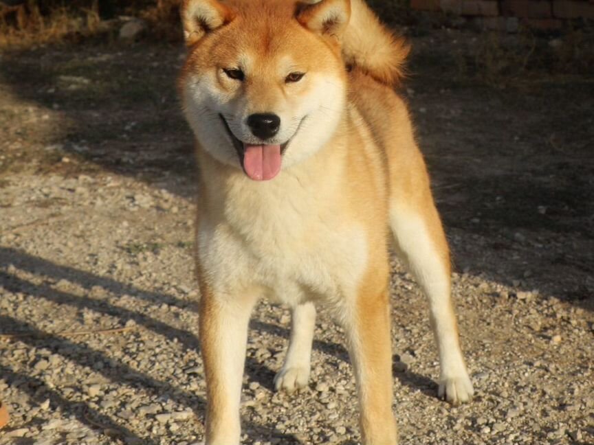 Шиба сиба ину кобель