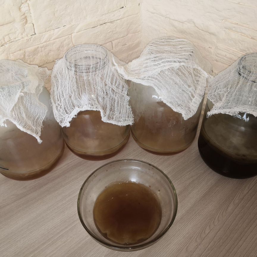 Чайный гриб комбуча