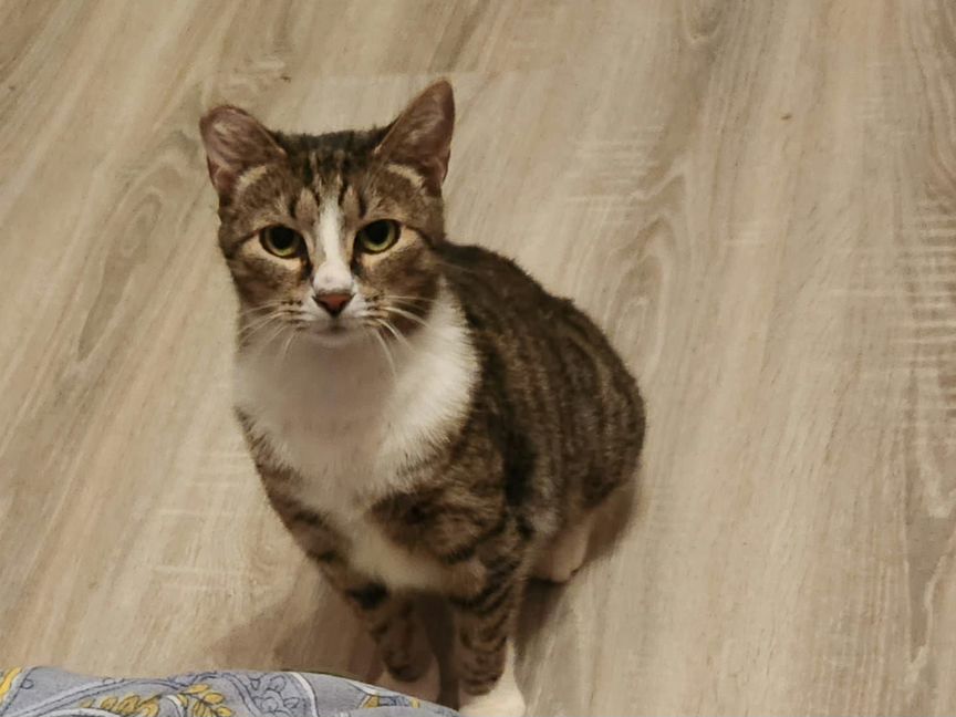Кошечка учится доверять человеку