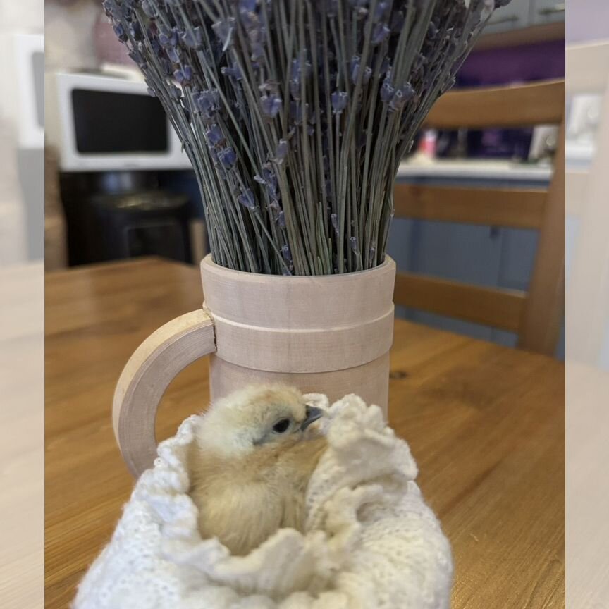 Китайские шелковые куры ия