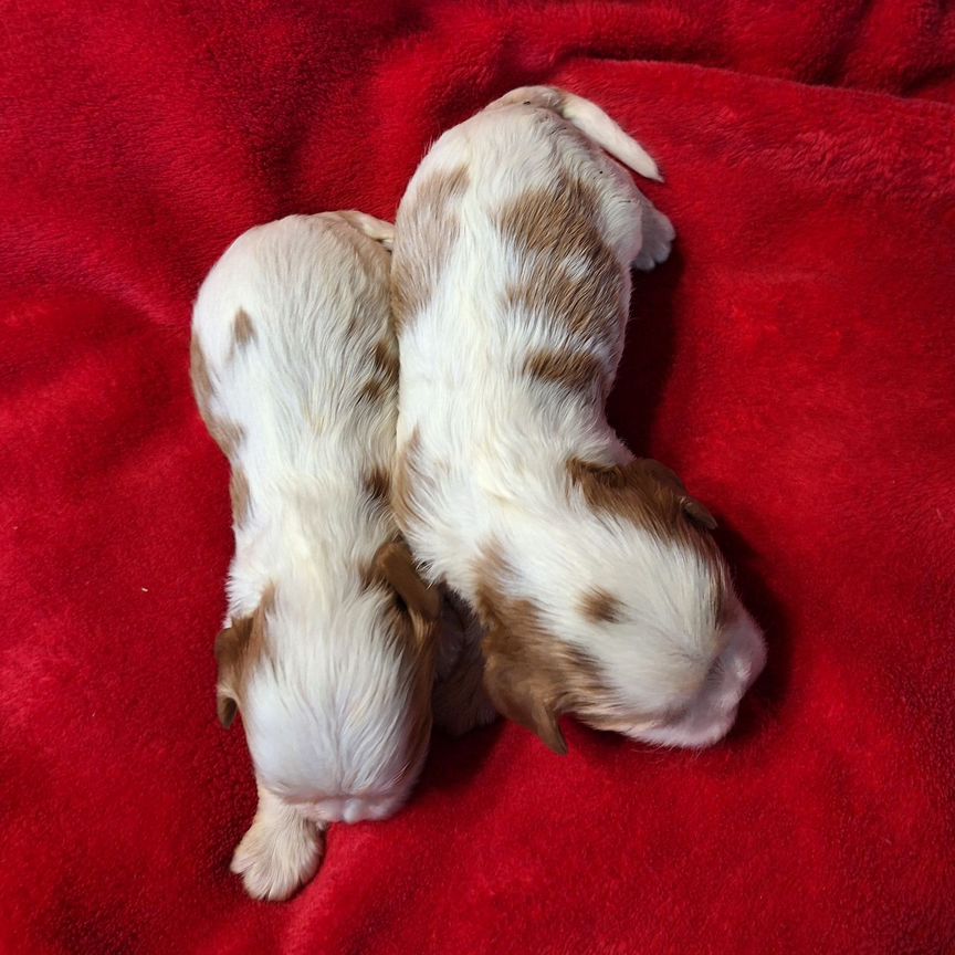 Мальчики кавалер кинг чарлз спаниель