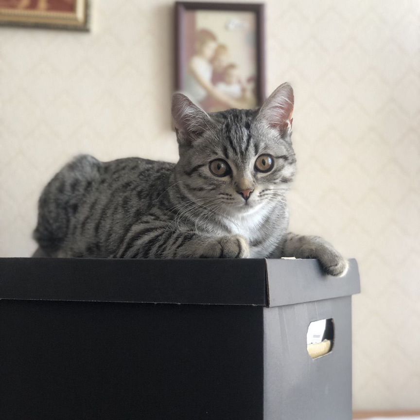 Отдам в добрые руки кошечку