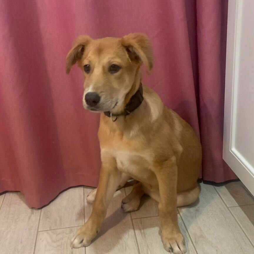 Щенок в добрые руки