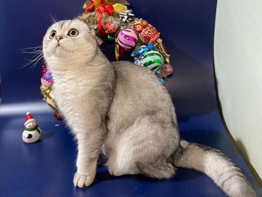 Шотландская