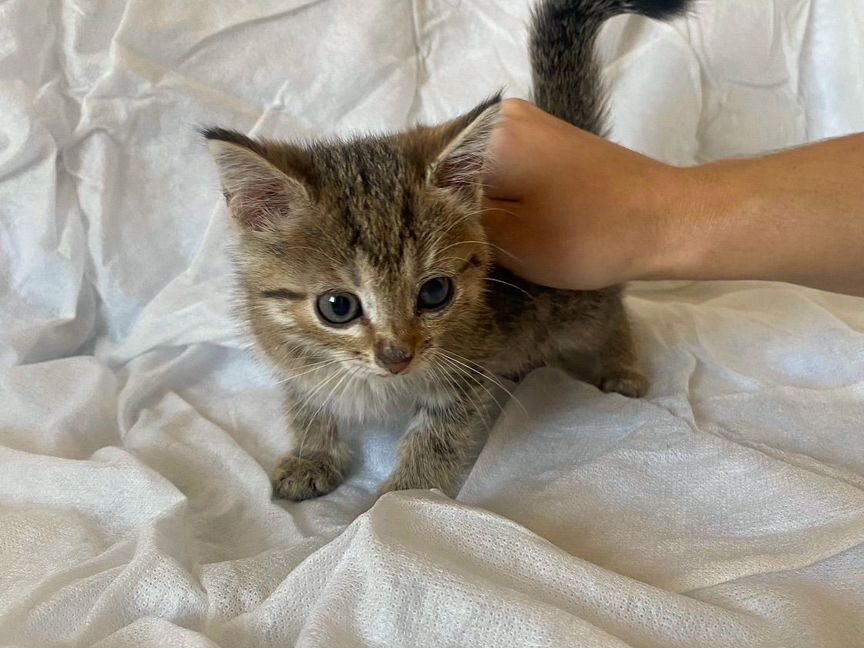 Спасенные котята ищут дом