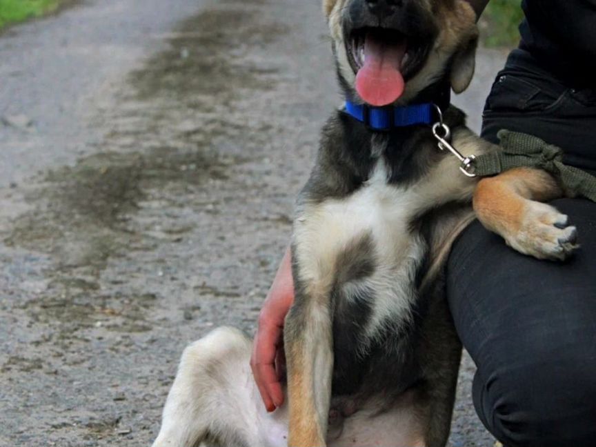 Щенок в добрые руки