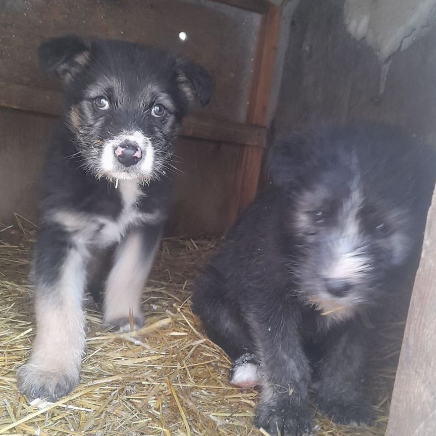 Чешский терьер, щенок