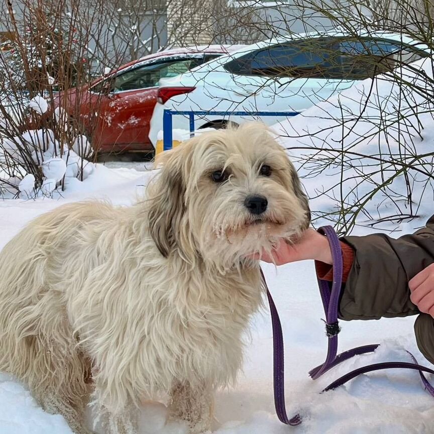 Собака в добрые руки