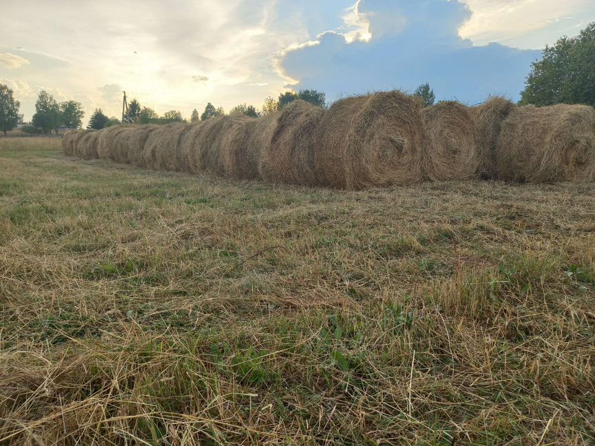 Сено в рулонах 2022