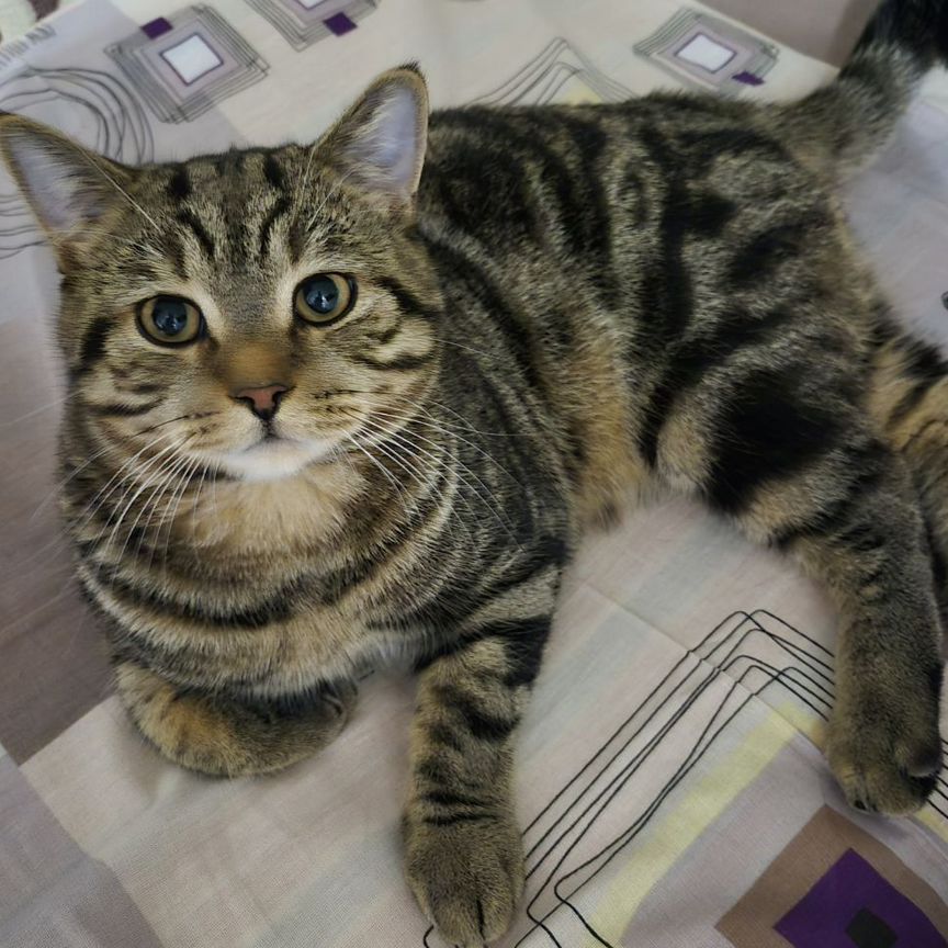 Шотландский прямоухий короткошёрстный, взрослый кот