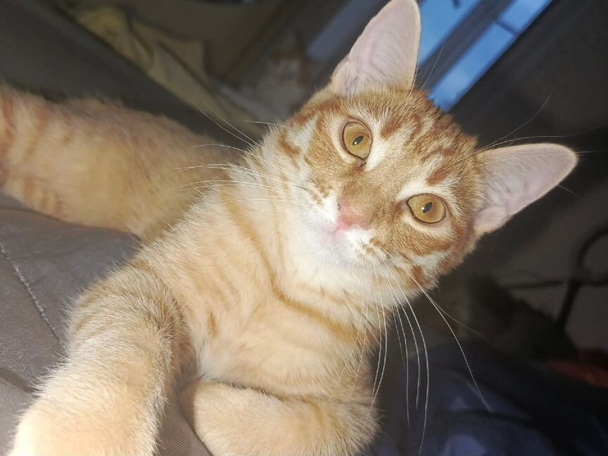 Рыжий котенок
