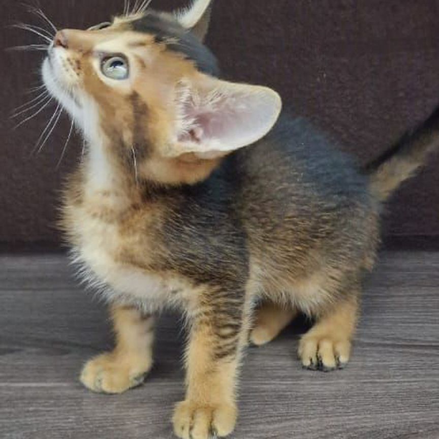Абиссинские котята