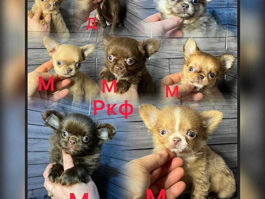 Чихуахуа щенки