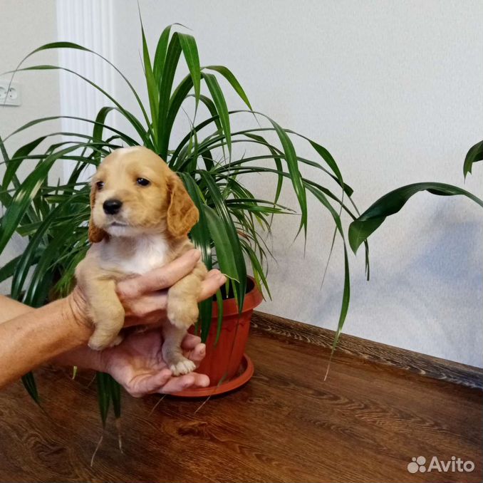 Щенки коко пу и кокер спаниель