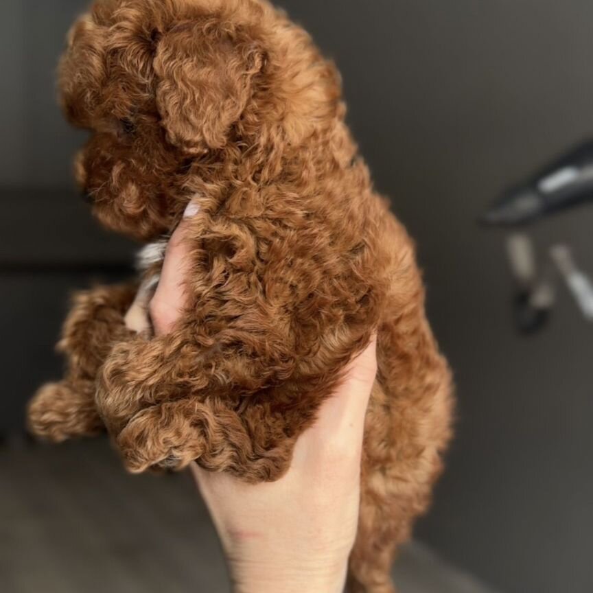 Той-пудель мальчик