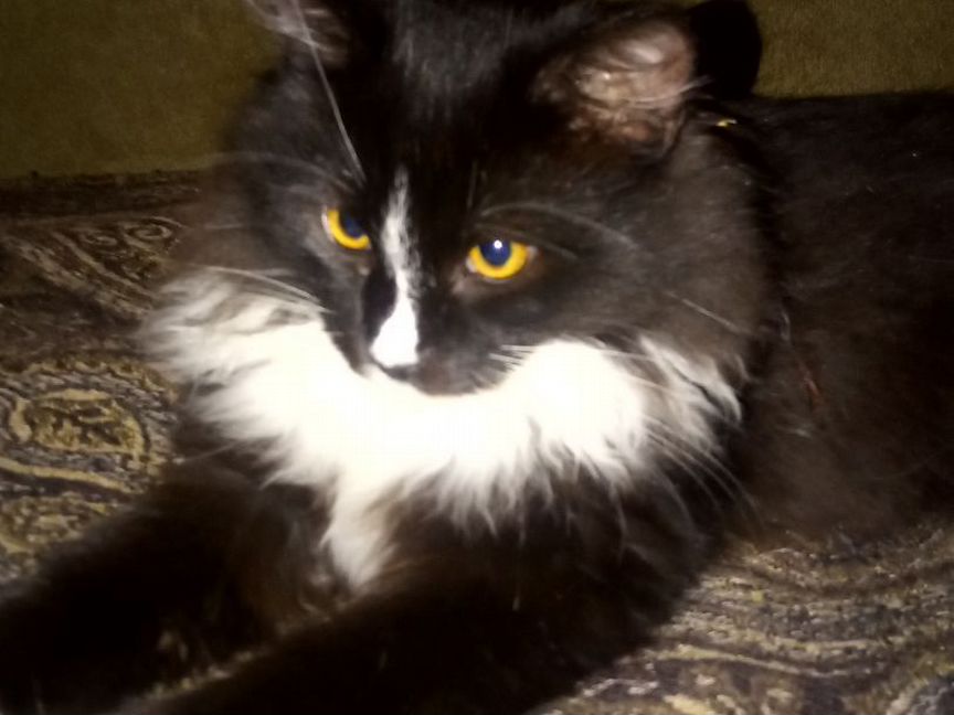 Кошка Звездочка