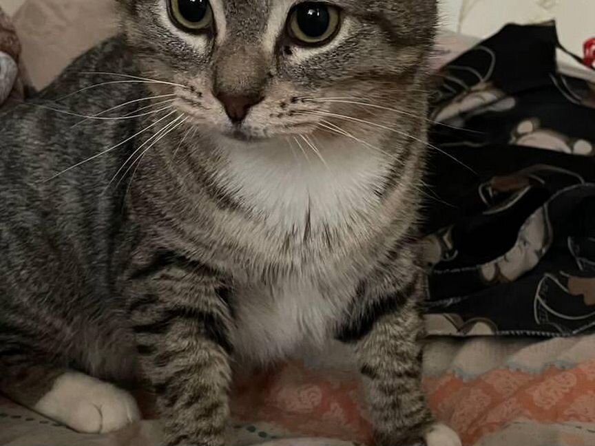 Единственный выживший котик ищет постоянный дом