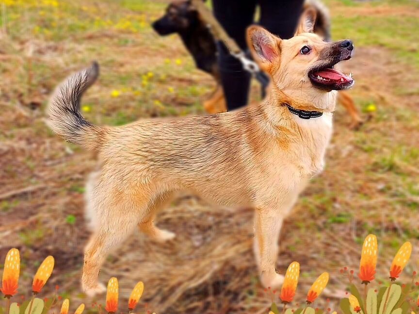 Собачка из приюта ищет дом