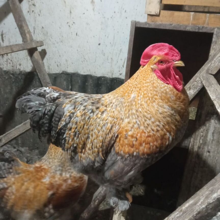 Петух молодой красавец