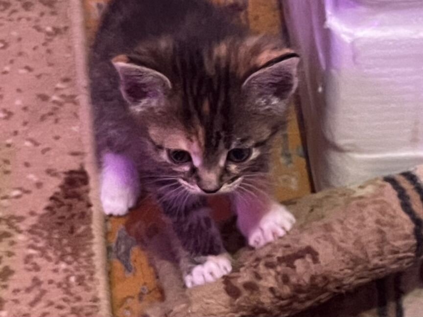 Домашние животные кошки