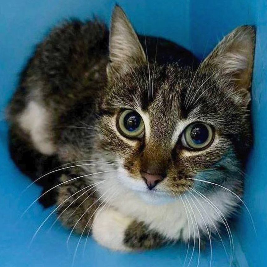 Взрослая, кошка в добрые руки