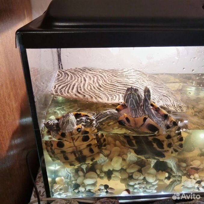 Две красноухие черепахи