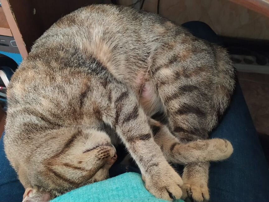 Кошка и котенок