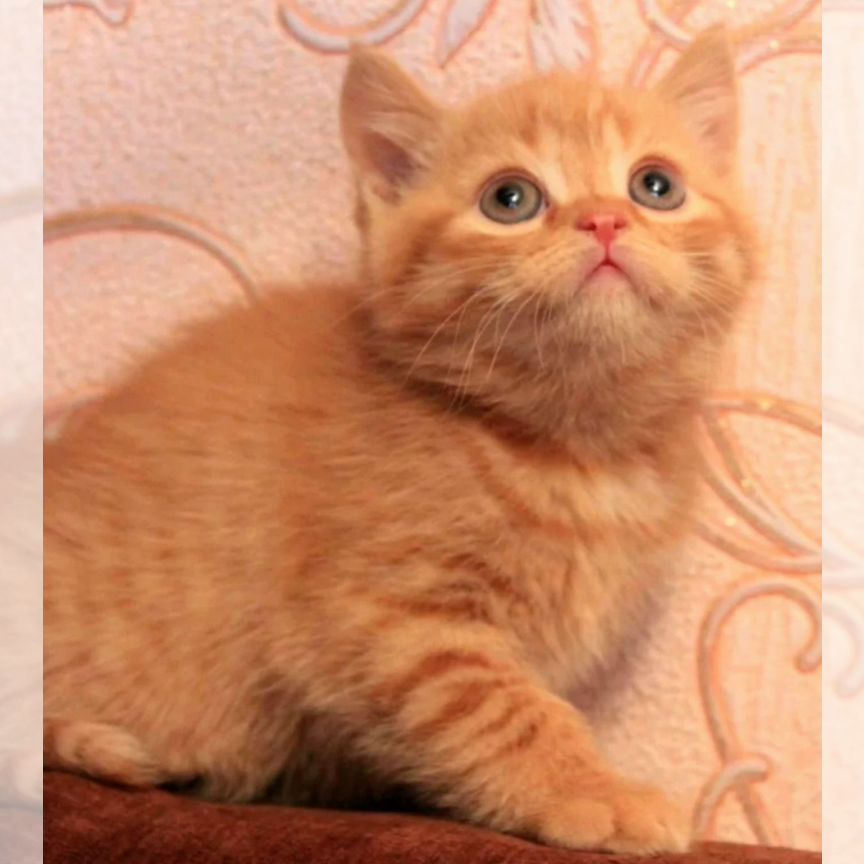 Шотландские рыжики)