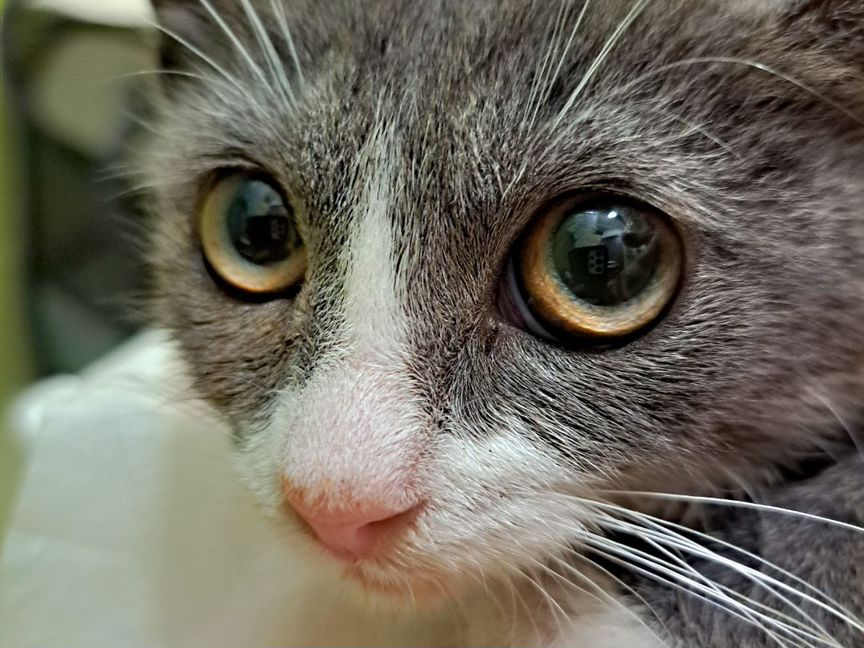 Супер ласкушка мальчик 2.5 мес бесплатно