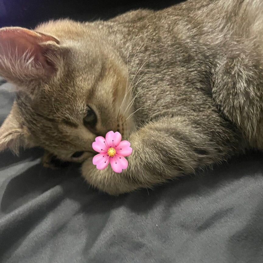 Котик мальчик