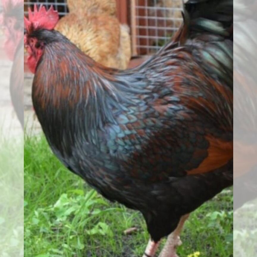 Куры голландской селекции Барнивельдер