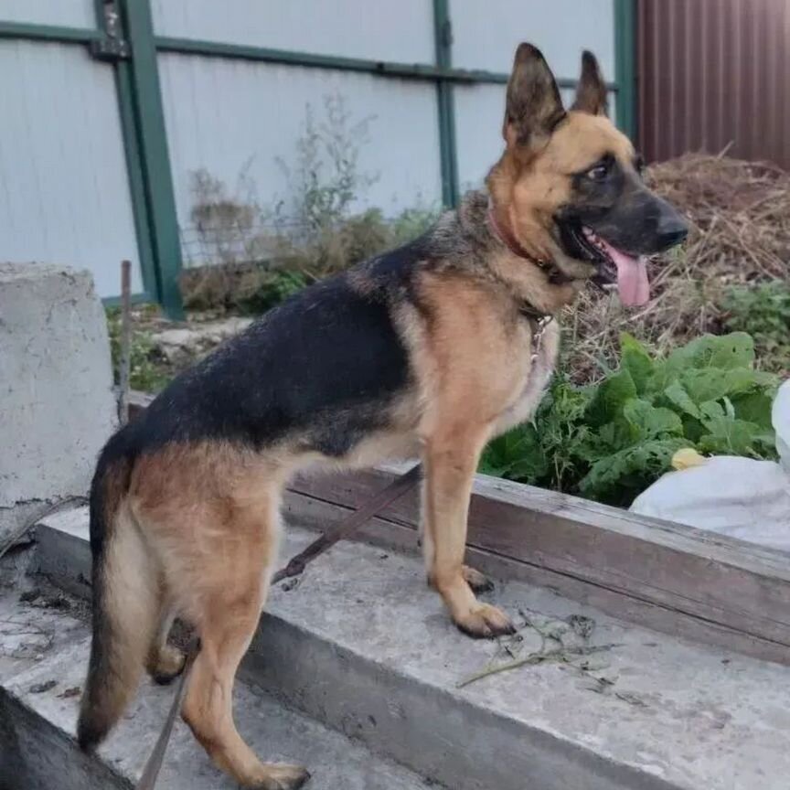 Немецкая овчарка, Альма