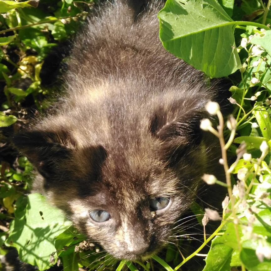 Котенок мальчик 1 месяц чёрный, тёмный шоколад