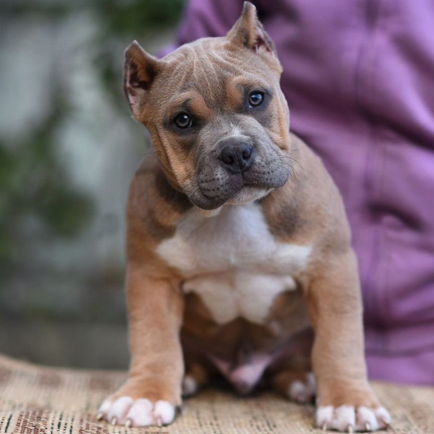 Американский булли, щенок