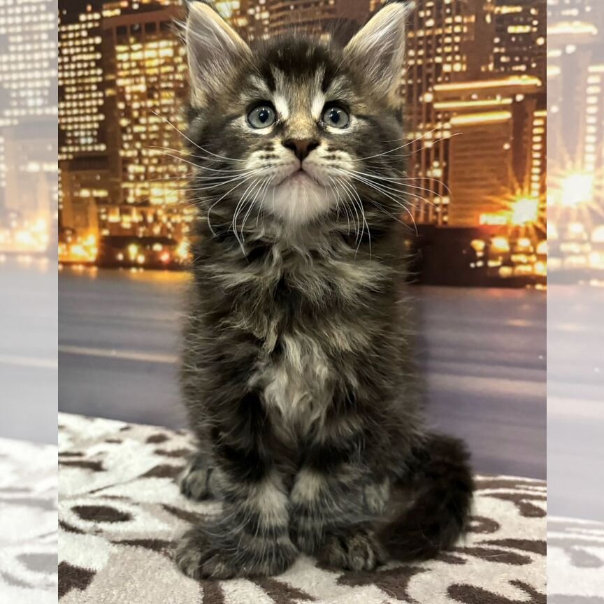 Мейн-кун котёнок