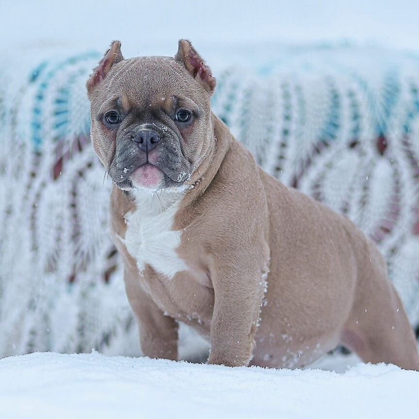 Американский булли