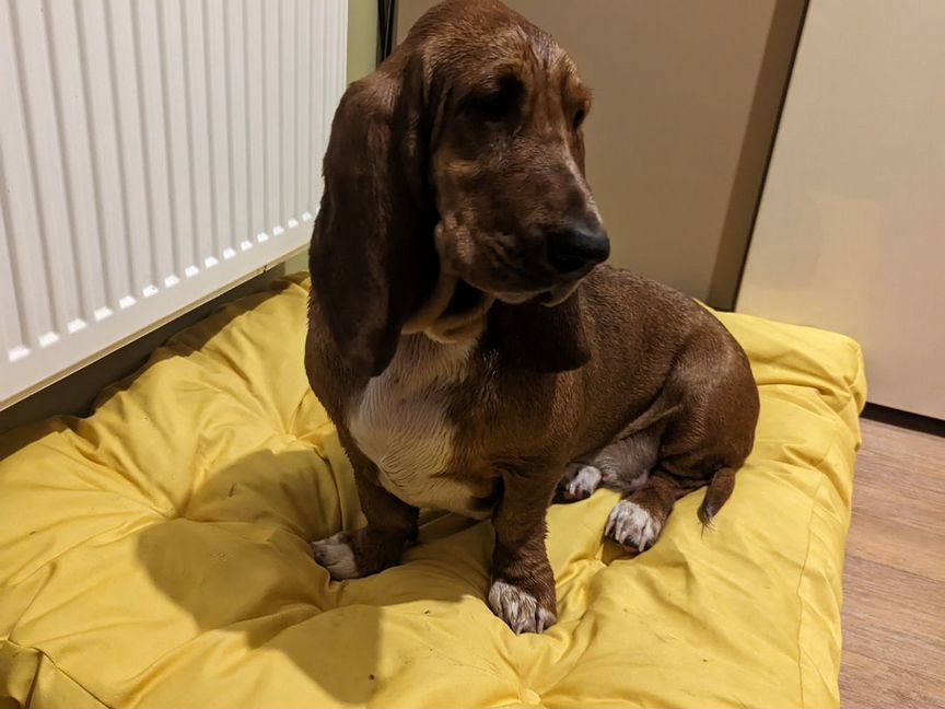 Собака Бассет Хаунд