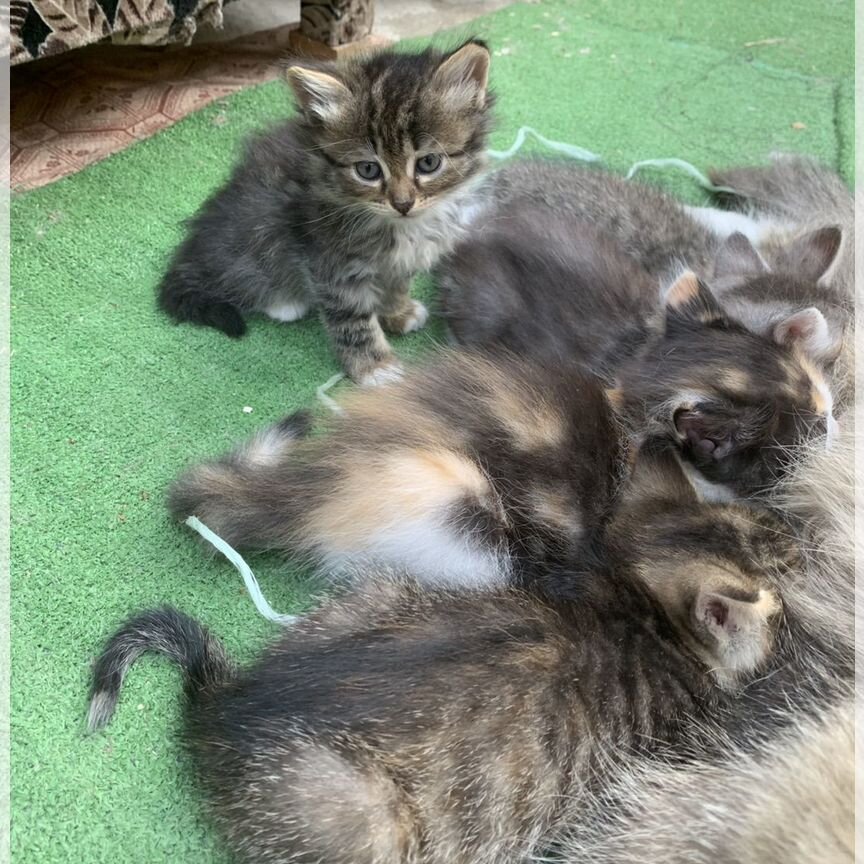 Котята в добрые руки бесплатно