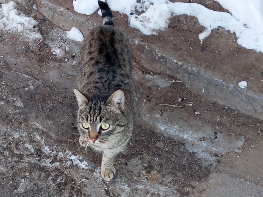 Кот, ответственным людям