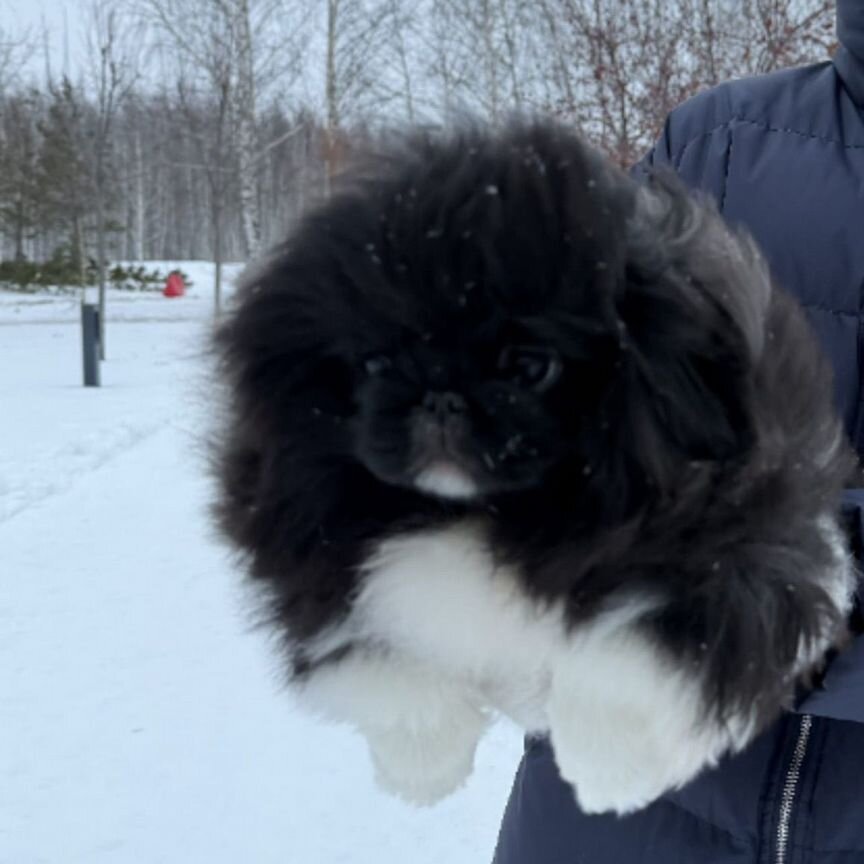 Пекинес, щенок