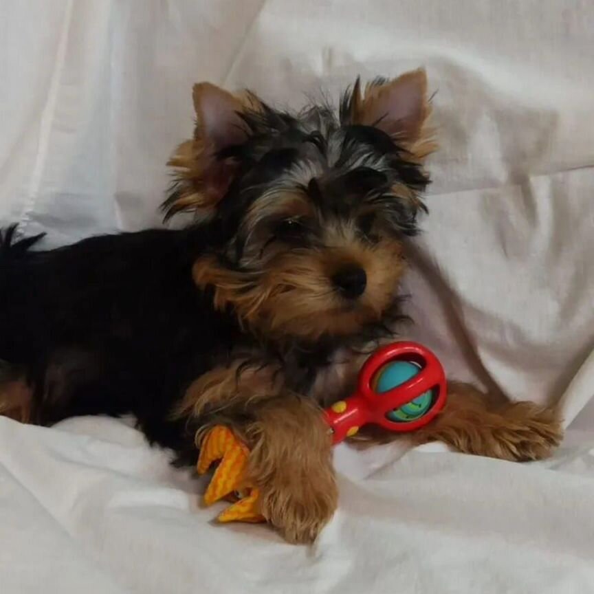 Жду родителей